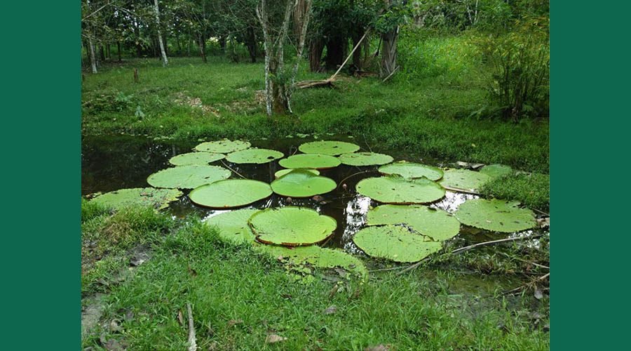 RESERVA NATURAL LA MANIGUA - Las Páginas Amarillas en Colombia.com 2024