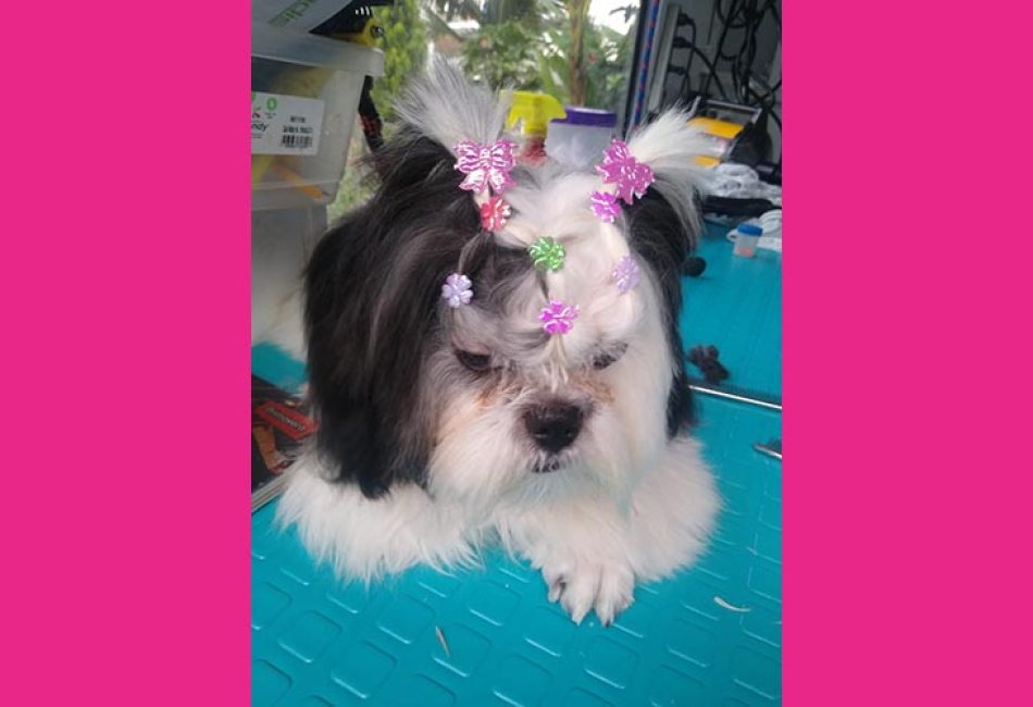 Spa móvil huellitas en casa - Las Páginas Amarillas en Colombia.com 2025