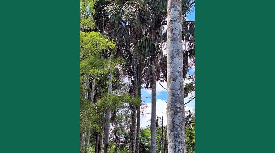 RESERVA NATURAL LA MANIGUA - Las Páginas Amarillas en Colombia.com 2024